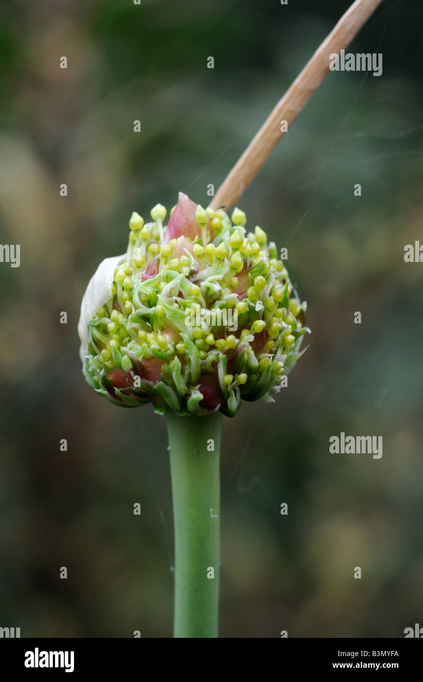 Garlic allotment hi-res stock photography and images - Alamy