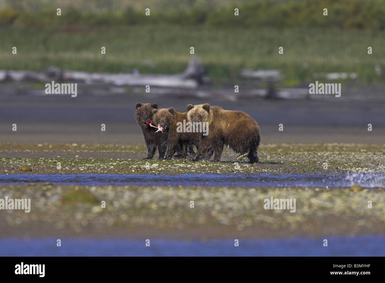 Needle drop grizzly bear shields - oklahomapooter