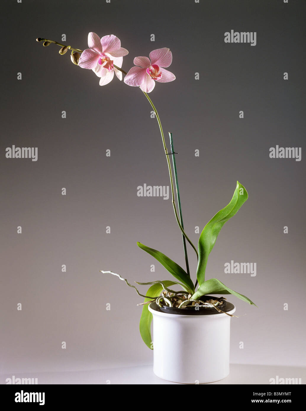 Rosa phalaenopsis hi-res stock photography and images - Alamy