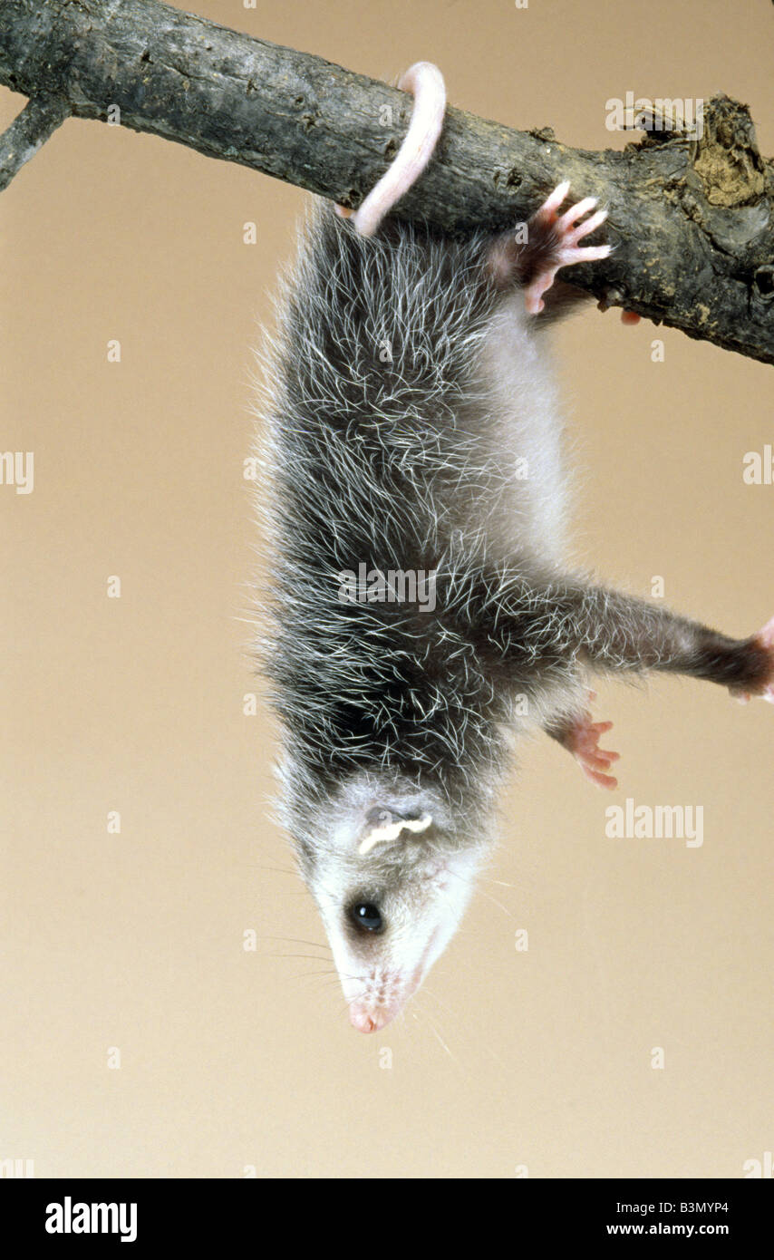 YOUNG OPOSSUM, 12 WEEK OLD (DIDELPHIS MARSUPIALIS Stock Photo - Alamy
