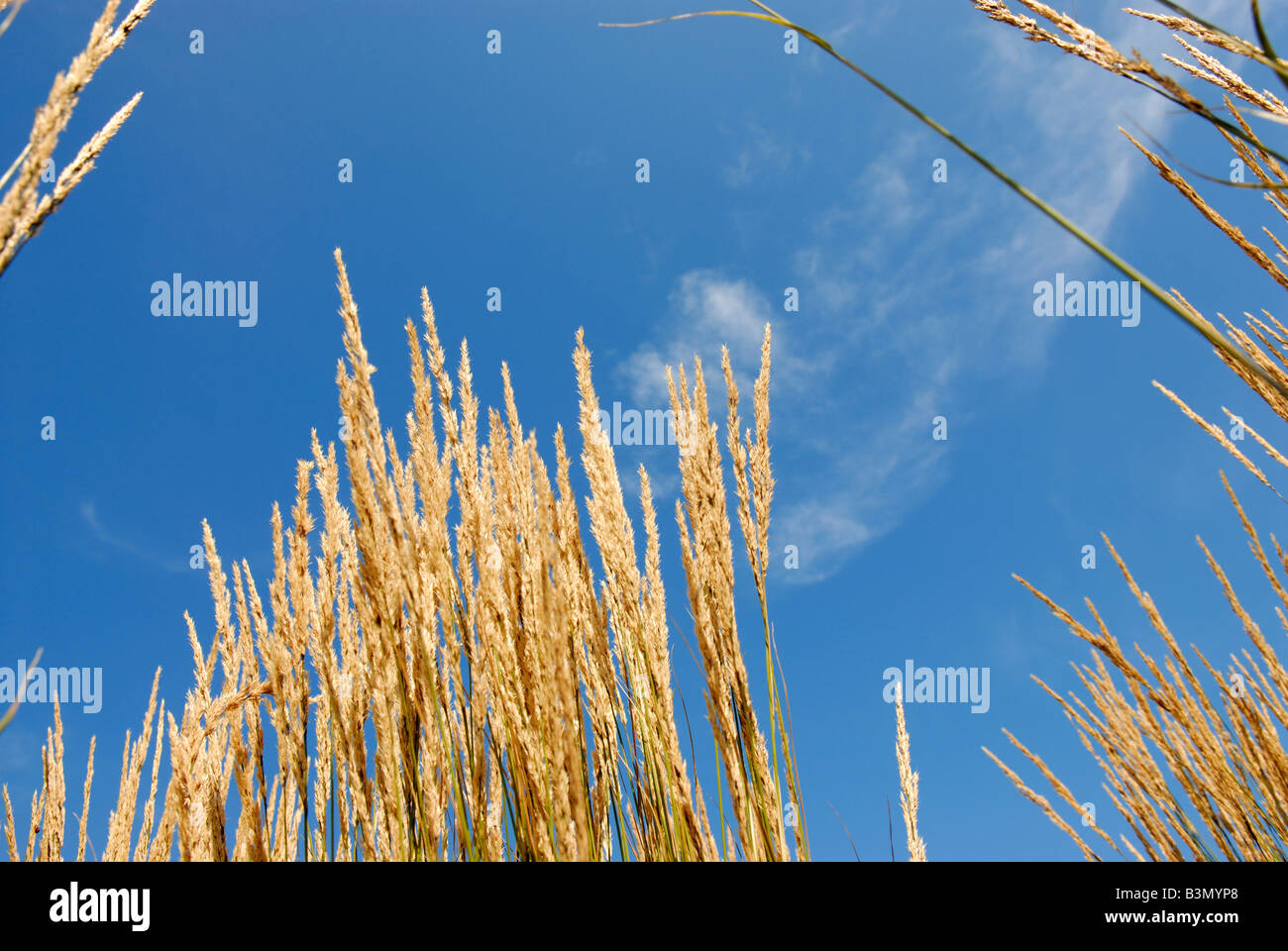 Golden Grass High Resolution Stock Photography and Images - Alamy