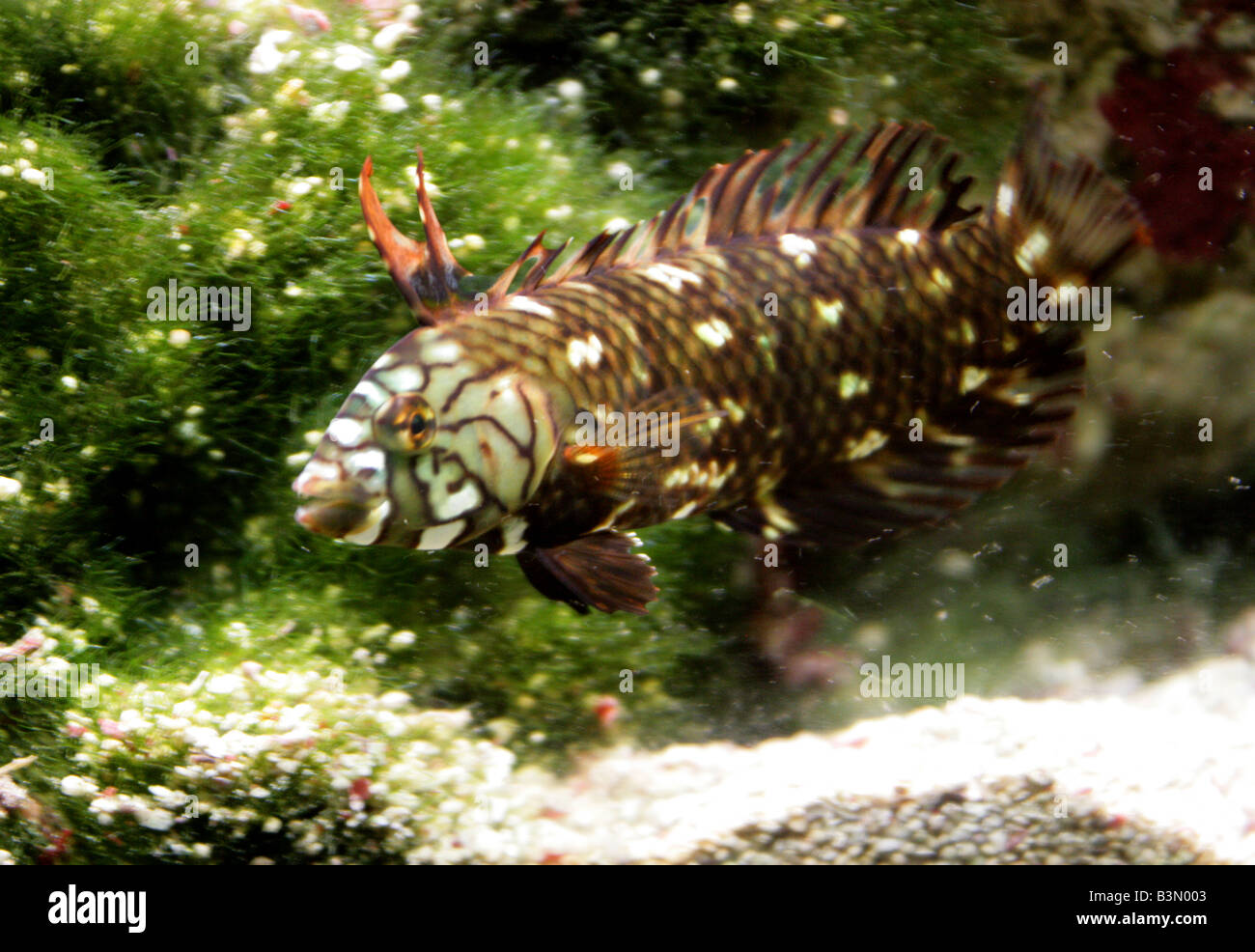Juvenile Rockmover Wrasse, Novaculichthys taeniourus aka Dragon Wrasse ...