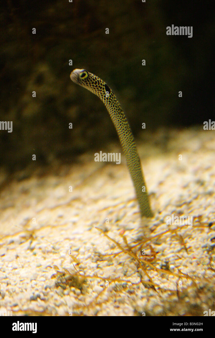 Garden Eel, Heteroconger cobra, Congridae, Western Central Pacific ...