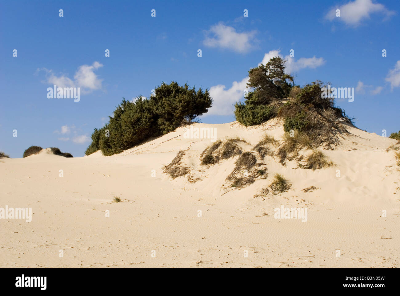 Italy, Sardinia, Sand dunes and grass Stock Photo - Alamy