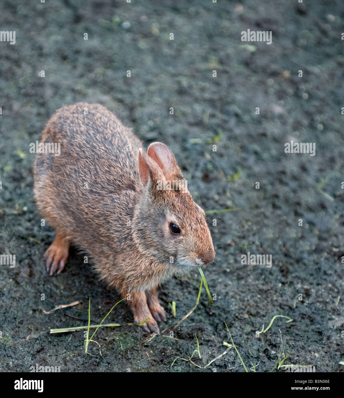 Marsh rabbit mammals wildlife wetlands Florida Sylvilagus palustris ...