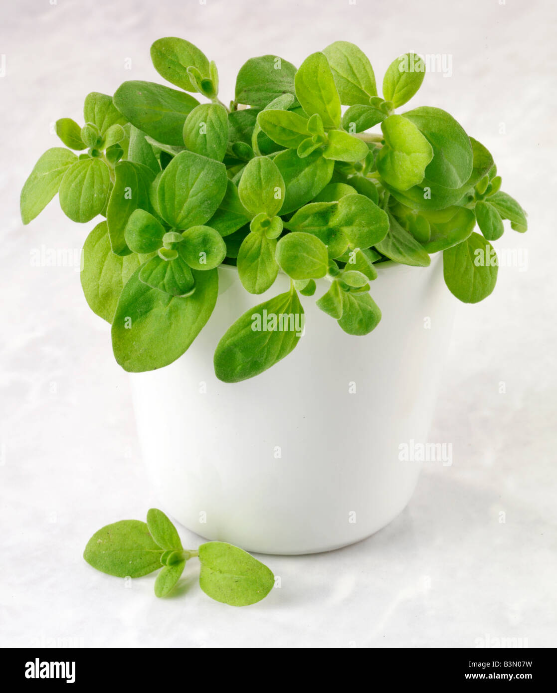 Marjoram plant hi-res stock photography and images - Alamy