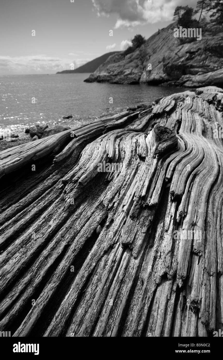 Knot in a tree Black and White Stock Photos & Images - Alamy
