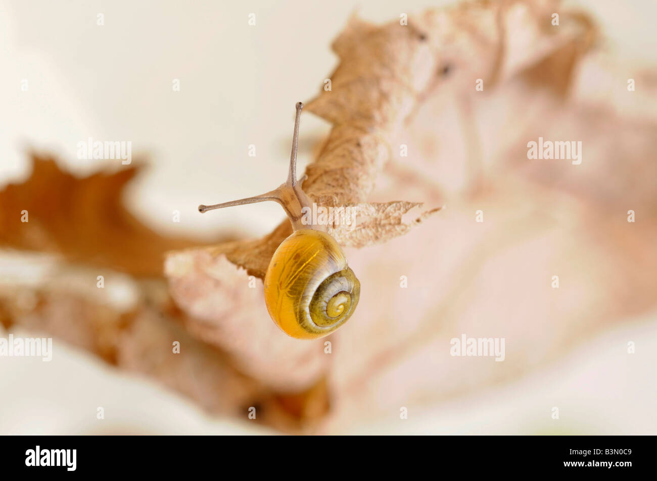 small yellow snail Stock Photo - Alamy