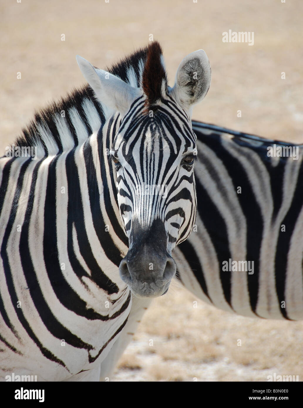 Zebra patterns hi-res stock photography and images - Alamy