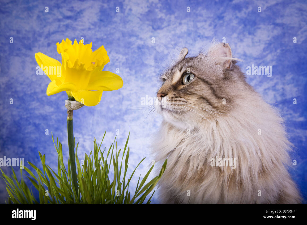 Cat in the garden on blue sky background with grass looking at yellow ...