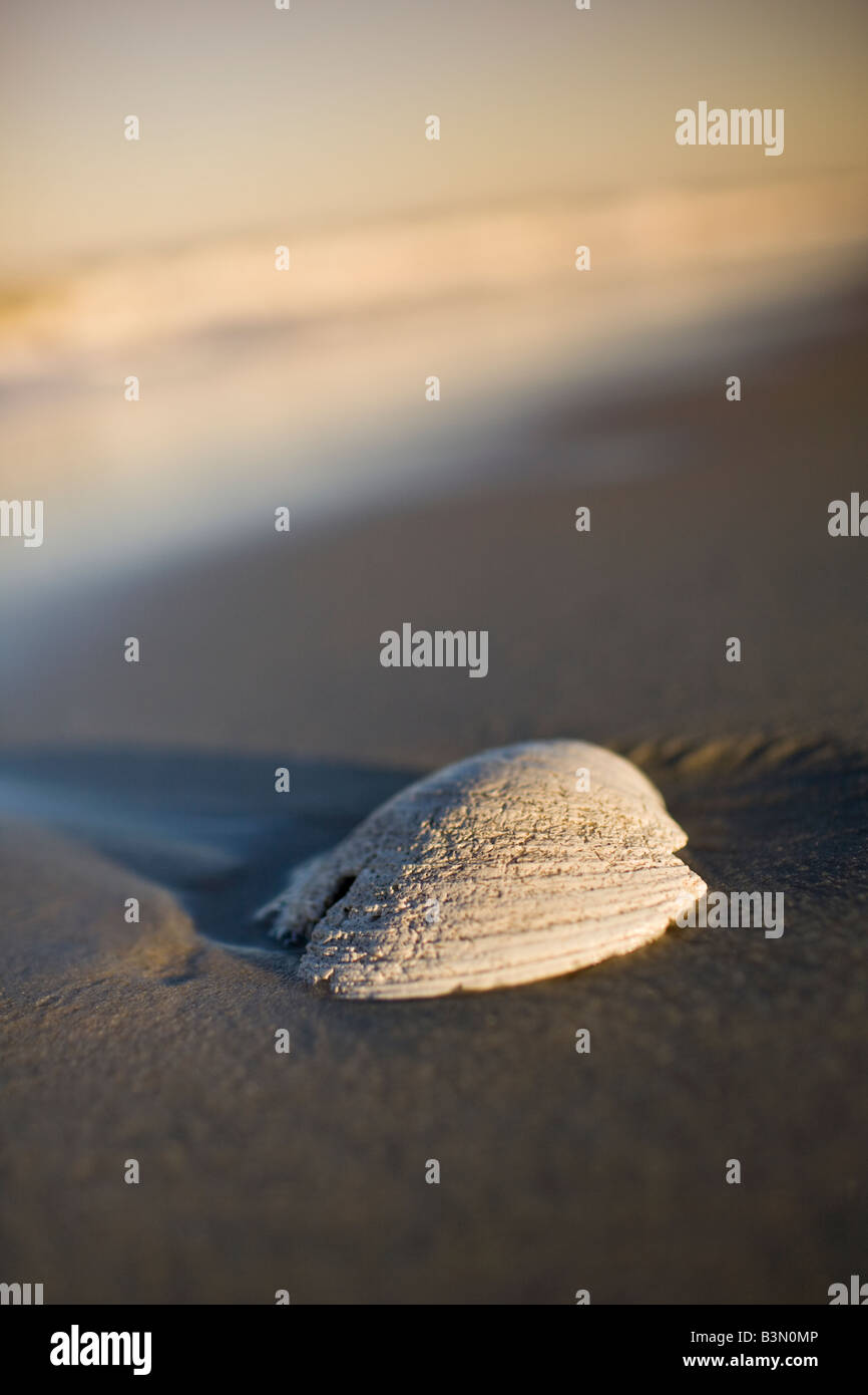 White sea shell on beach with waves crashing against Atlantic Coast at ...