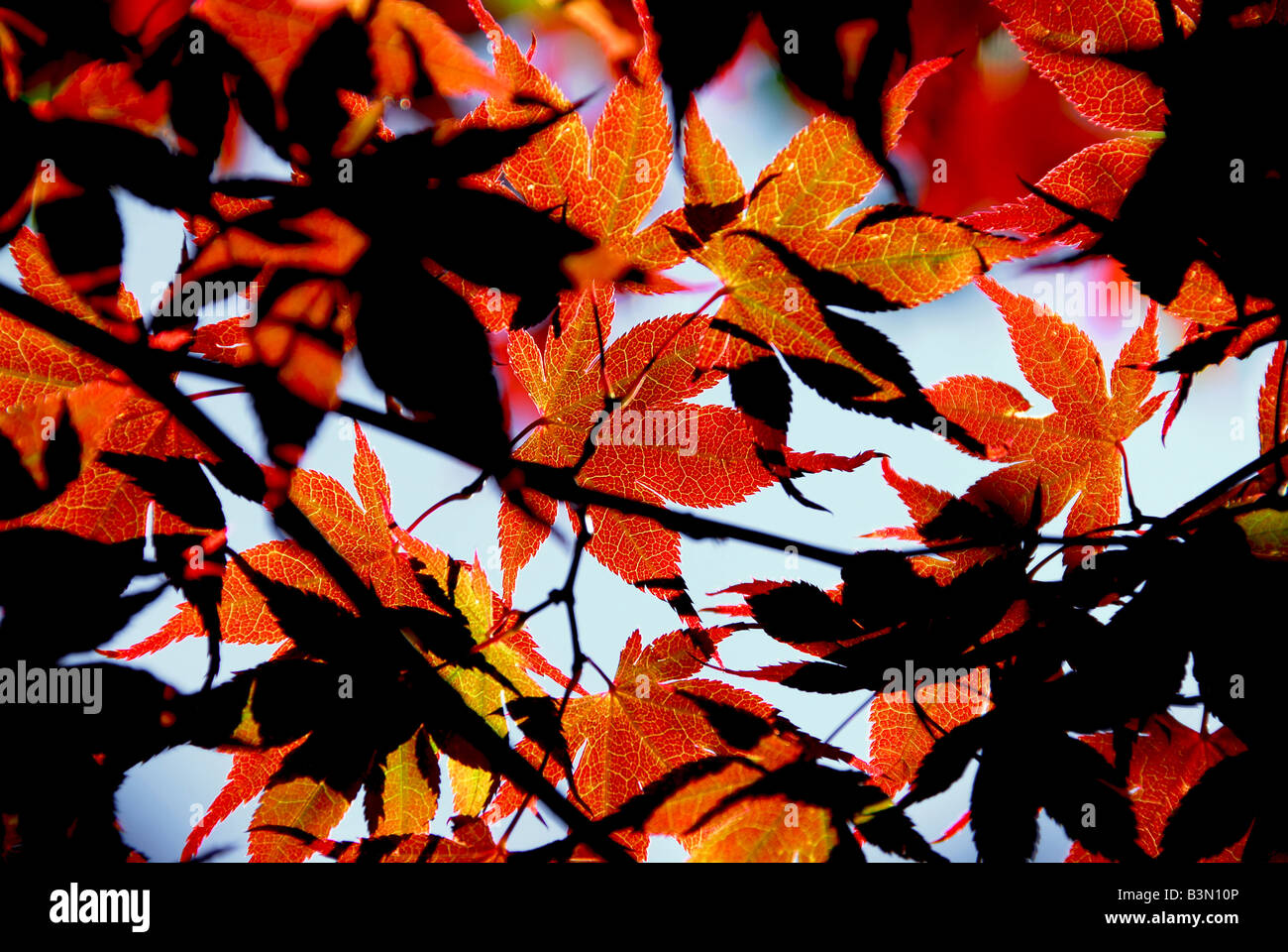 Backlit maple leaf detail hi-res stock photography and images - Alamy