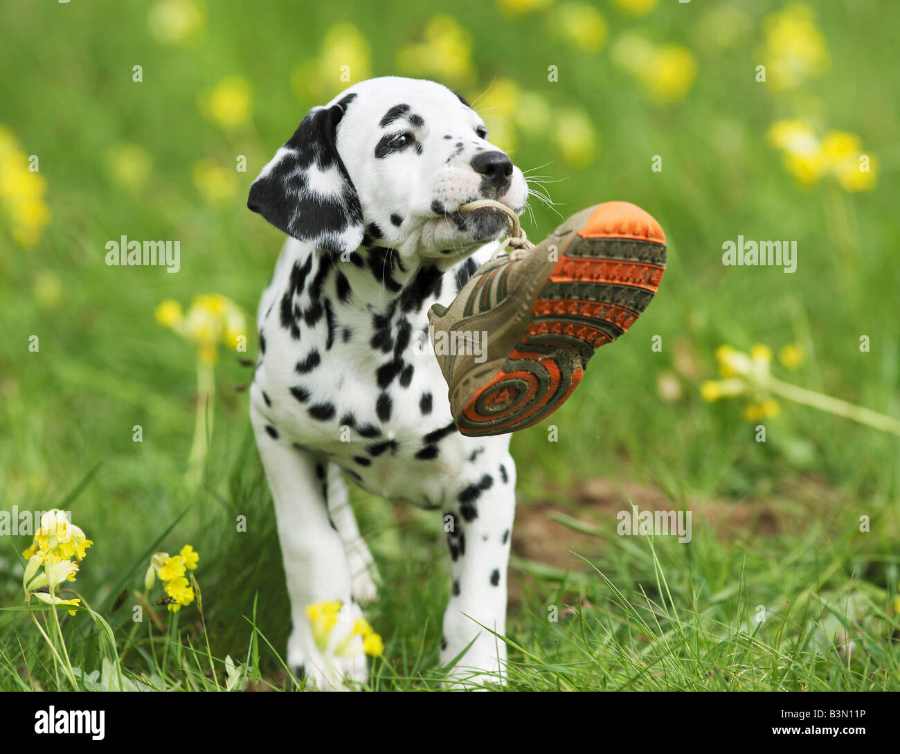 bad habit: Dalmatian dog puppy with shoe in muzzle Stock Photo - Alamy