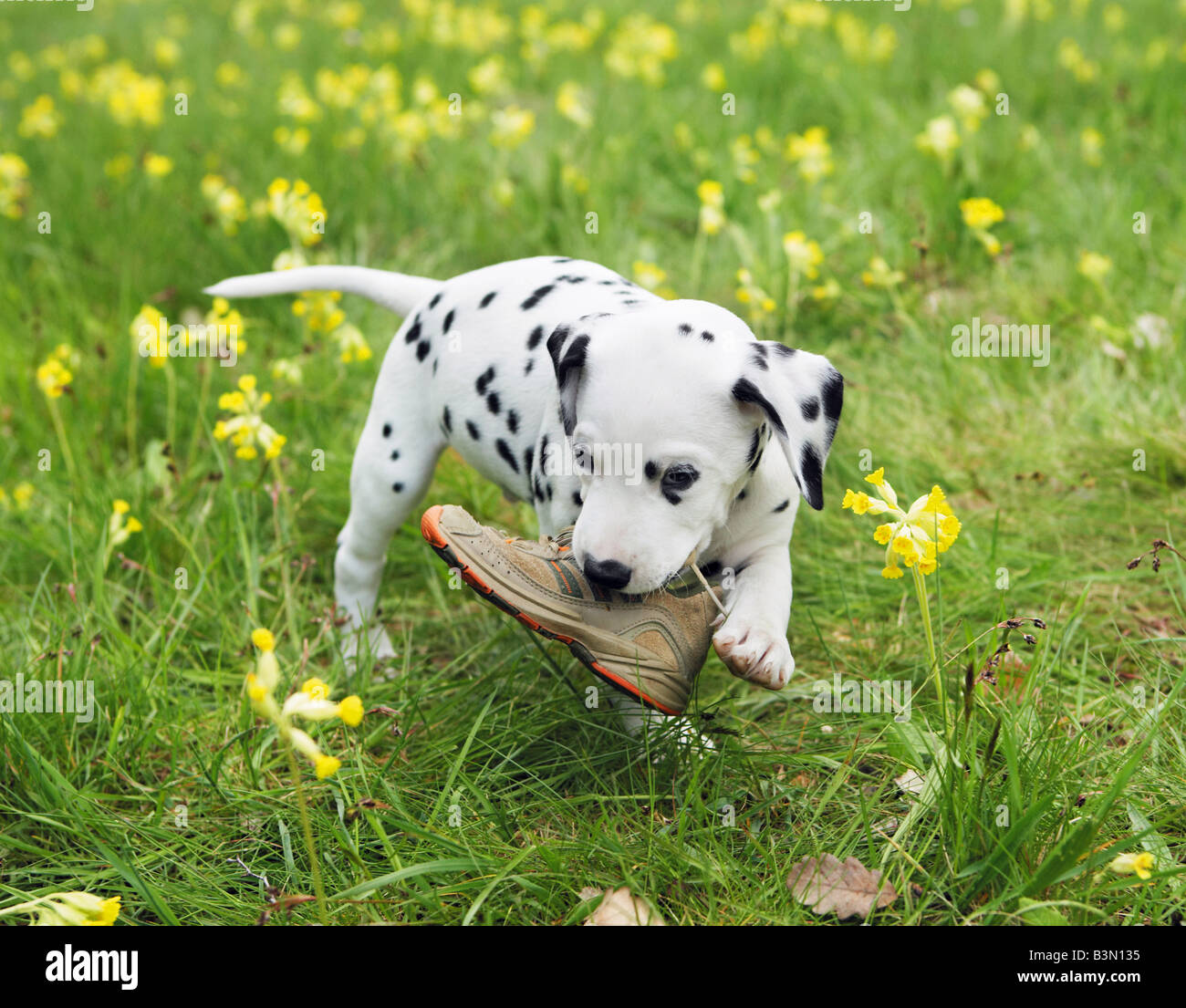 Are Dalmatians Are Bad Dogs