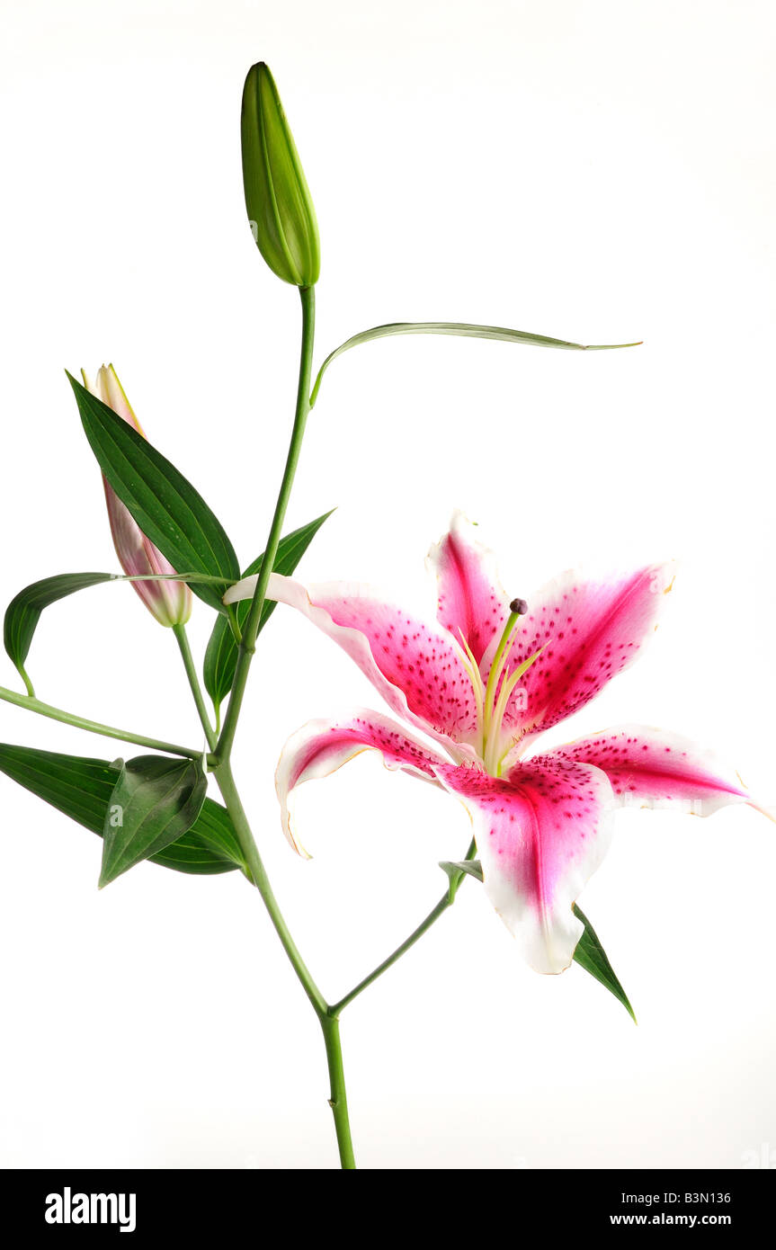 Lily flower isolated hi-res stock photography and images - Alamy