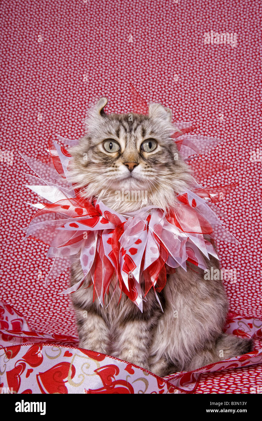 Valentine cat on red and white heart background Stock Photo - Alamy