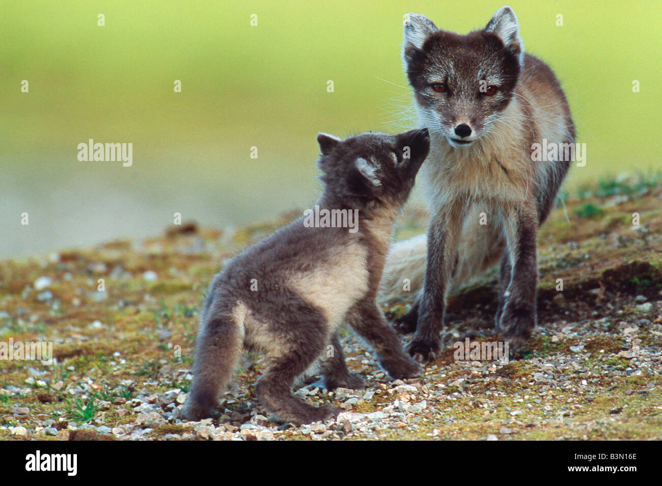 Shadow Arctic Fox Pups