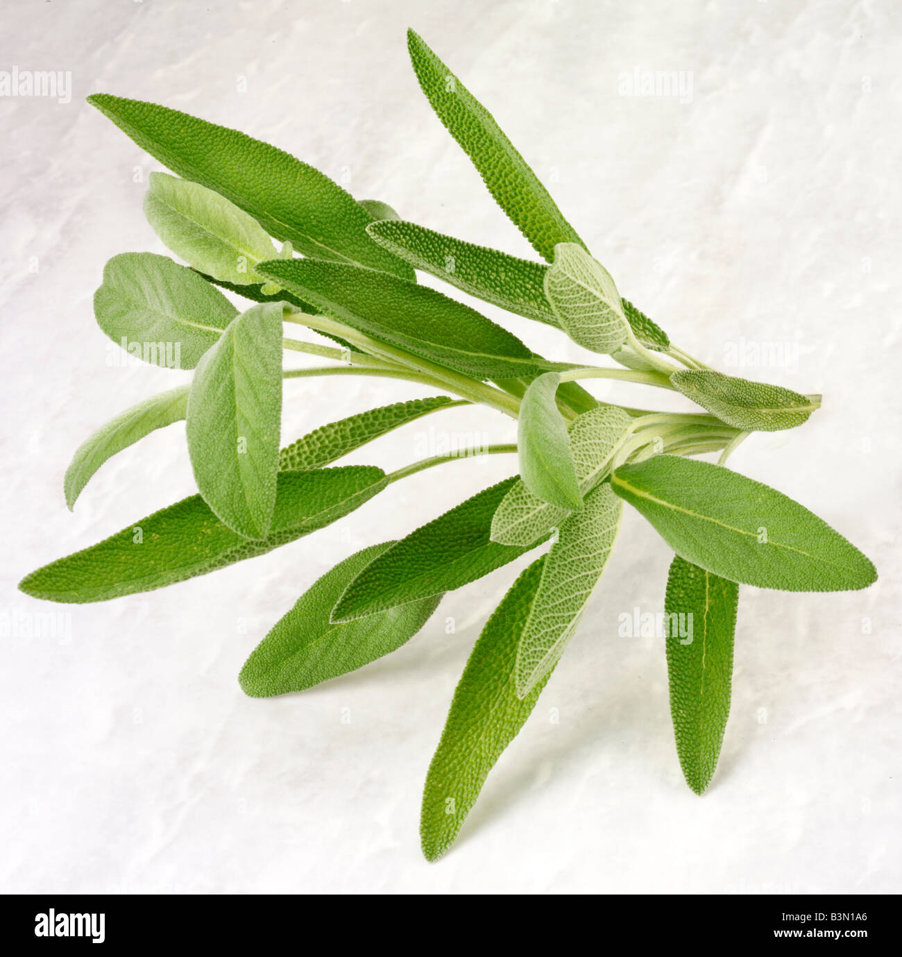 SPRIG OF FRESH SAGE LEAVES Stock Photo - Alamy