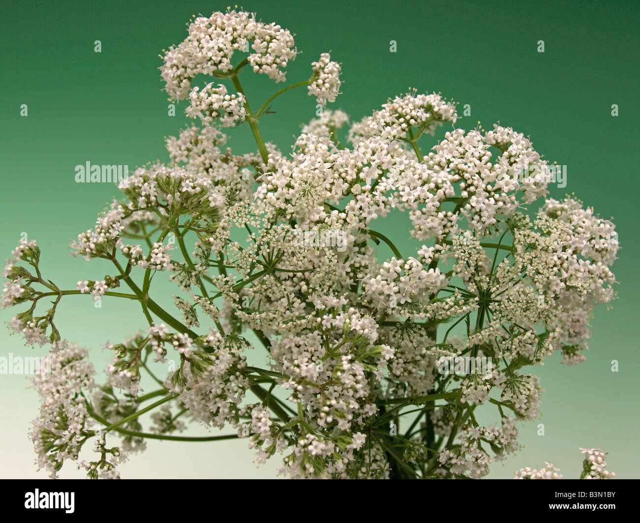 Valeriana plant hi-res stock photography and images - Alamy