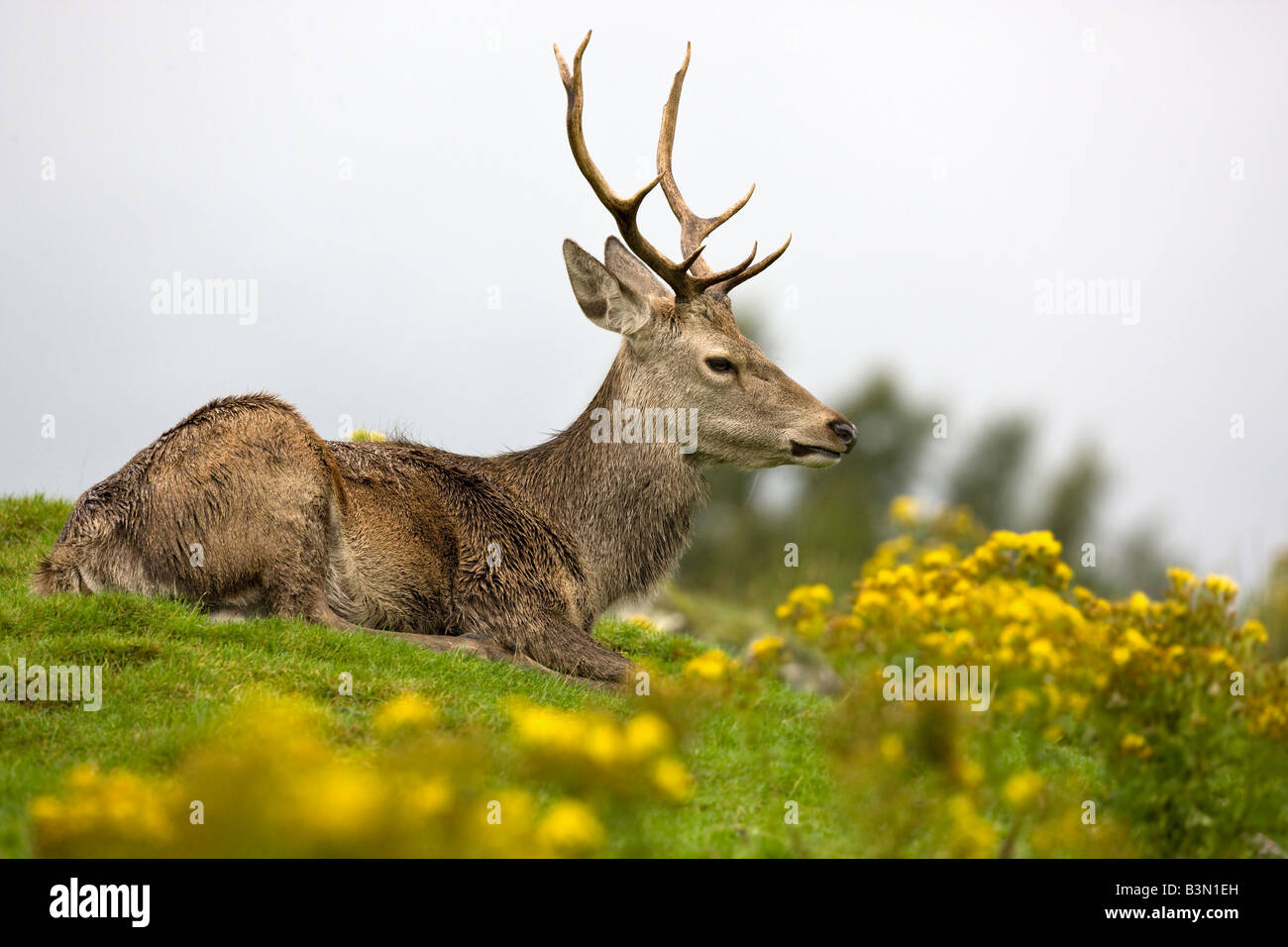 Red Deer - Cervus elaphus - in the Scottish Highlands Stock Photo - Alamy