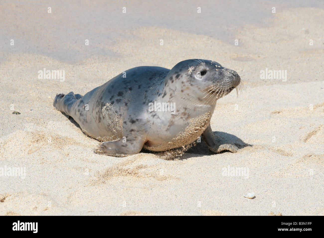 Seal cornwall hi-res stock photography and images - Alamy