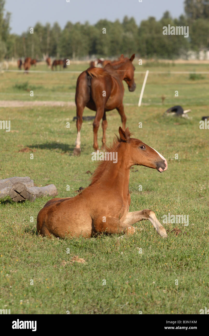 Horse getting to its feet hi-res stock photography and images - Alamy