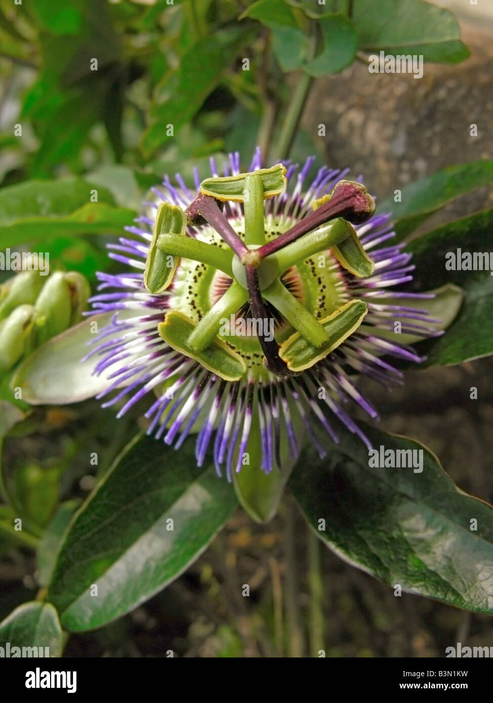 Blue Passion Flower - blossom / Passiflora caerulea Stock Photo - Alamy