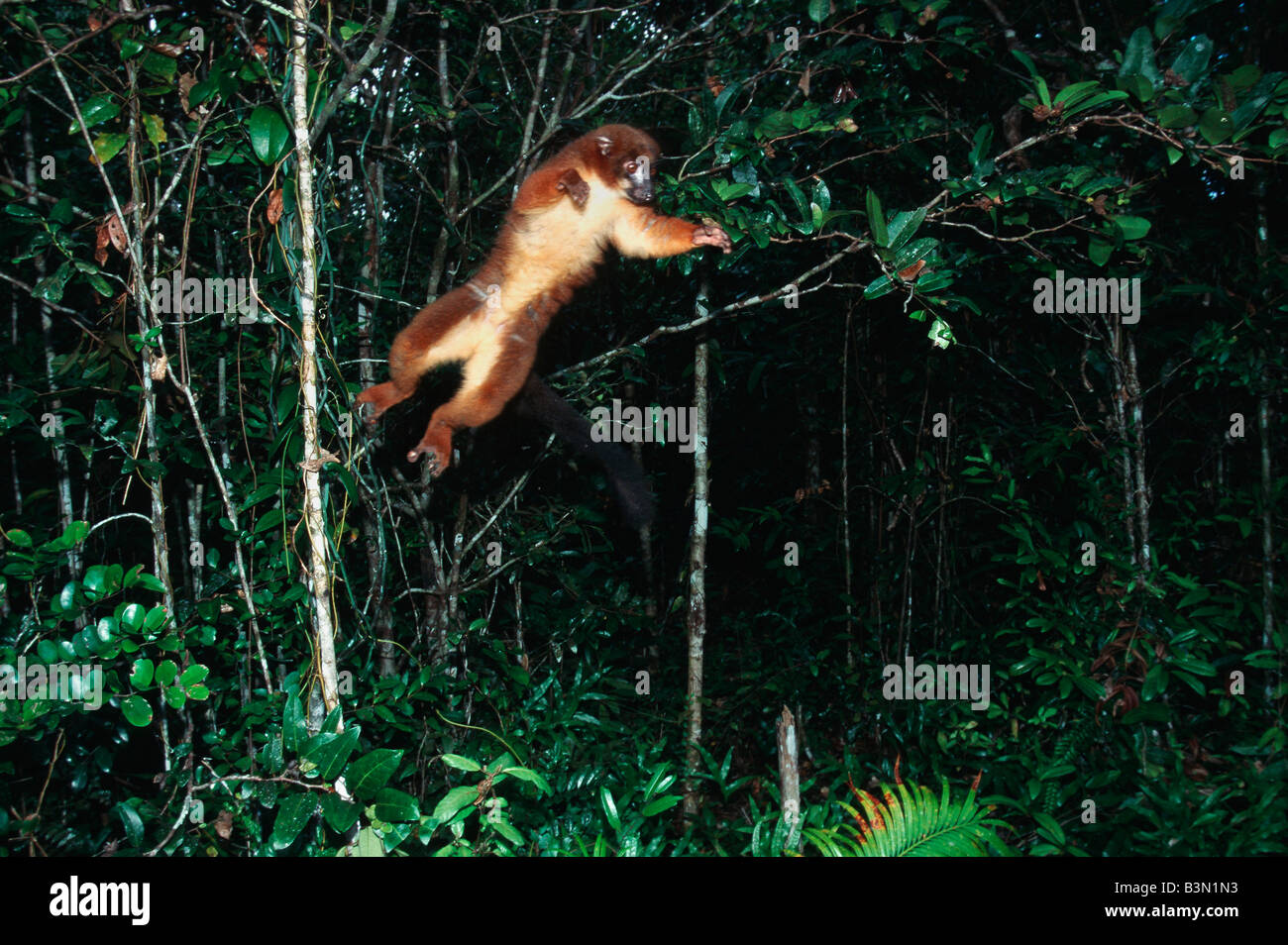 Lemur lemurs jumping madagascar hi-res stock photography and images - Alamy