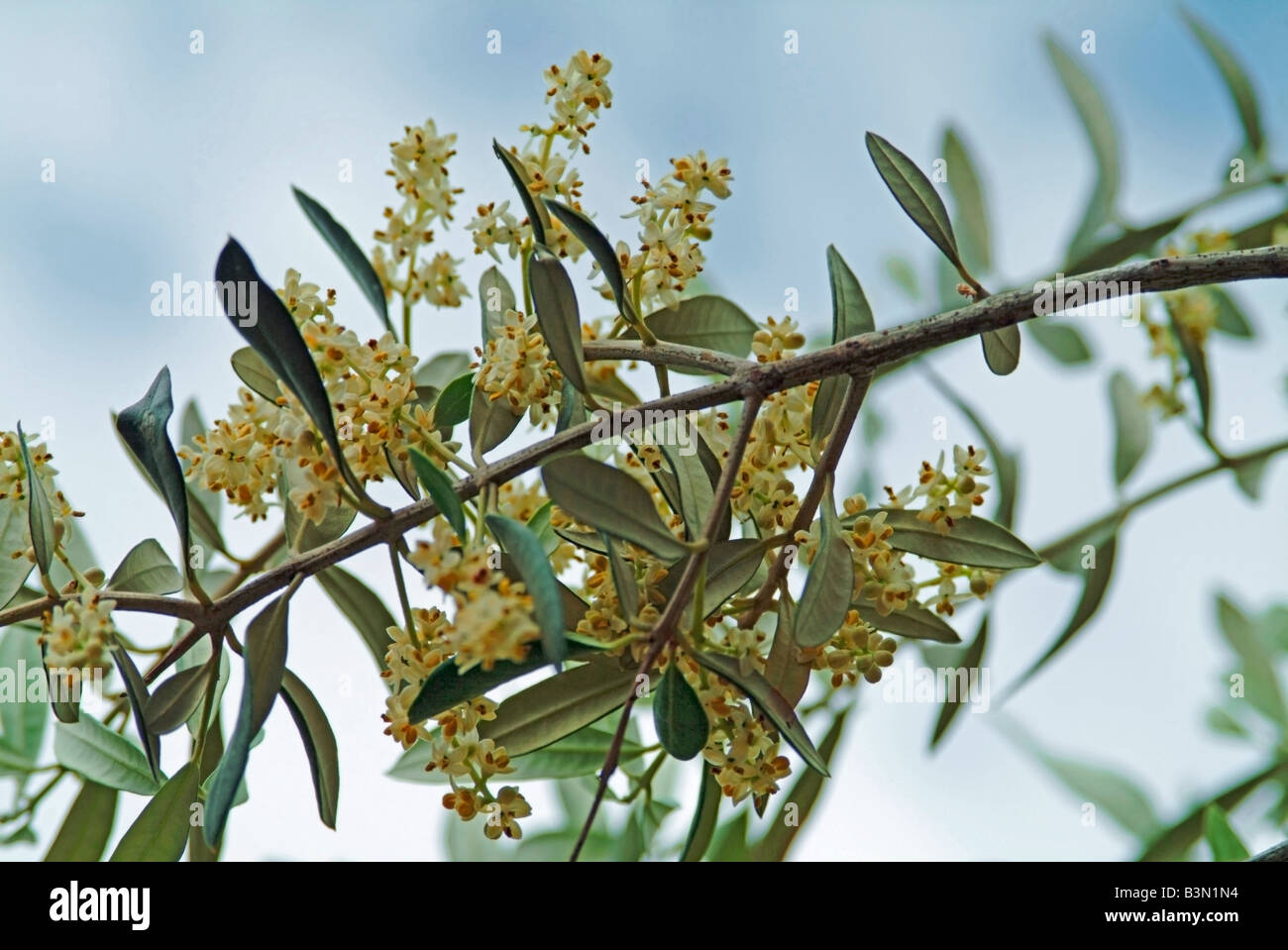 olive tree - blooming Stock Photo - Alamy
