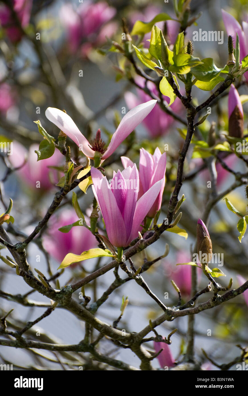 Japanese Magnolia Tree in flower, Auckland garden Stock Photo - Alamy