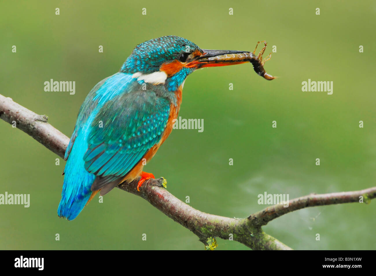 Common Kingfisher Alcedo atthis adult with dragonfly larvae prey ...
