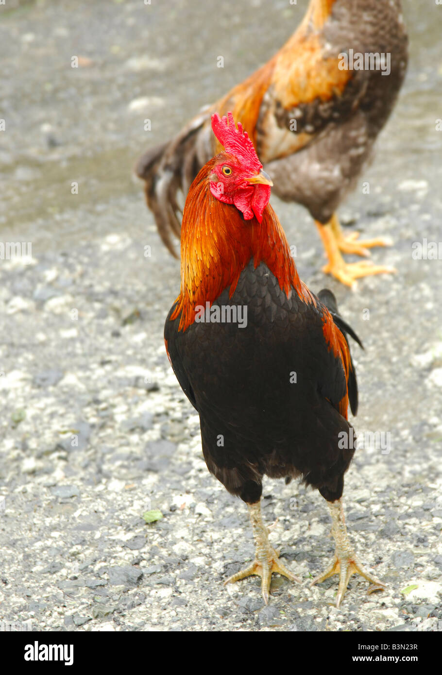 Farmyard chickens and cockerels Stock Photo - Alamy