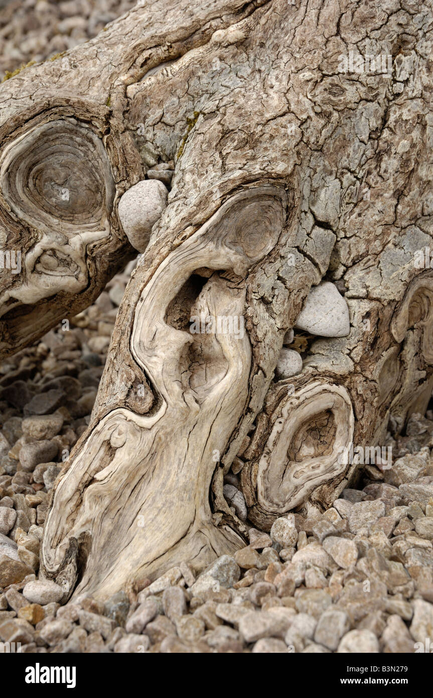 Knarled tree roots and pebbles Stock Photo - Alamy