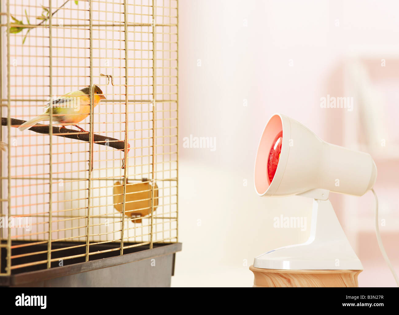 Canaries cage hi-res stock photography and images - Alamy