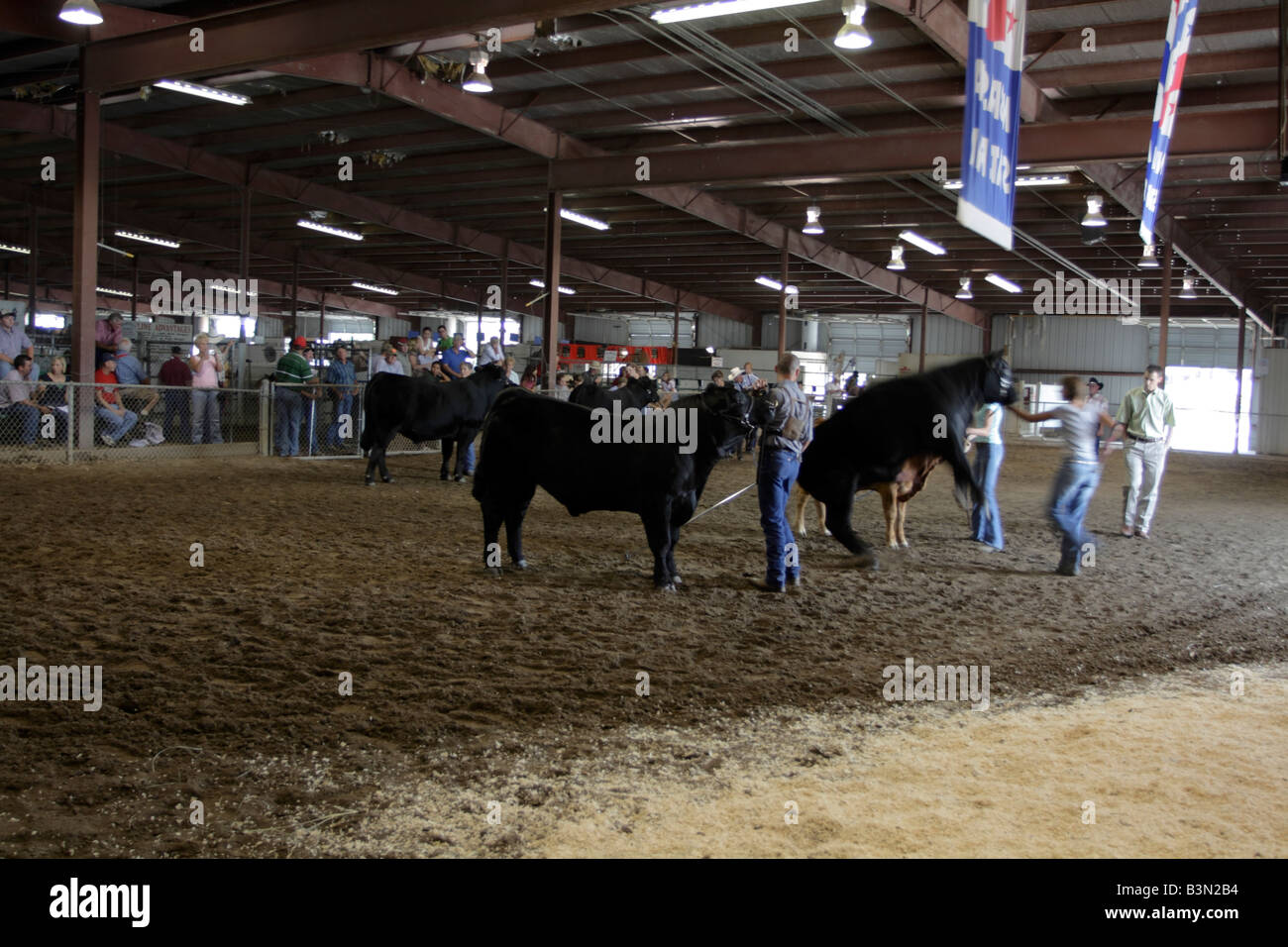 Unruly bull at NE State Fair Limousin bull judging results Stock Photo ...