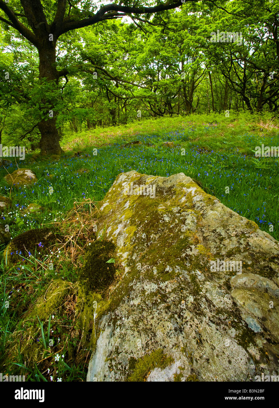 England, Cumbria, Lake District National Park. Moss covered boulder ...