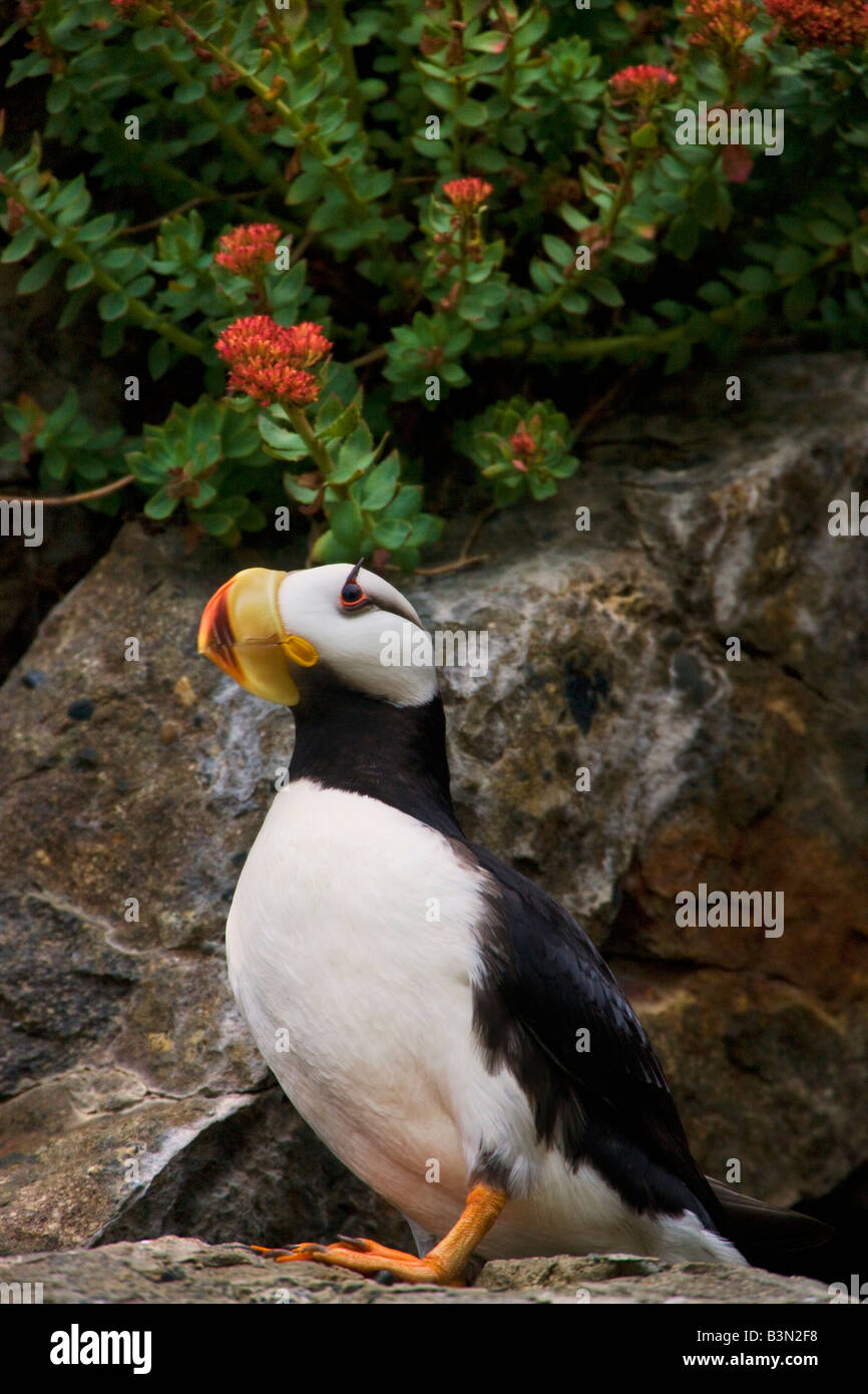 Horned Puffin Alaska Maritime National Wildlife Refuge near Lake Clark ...
