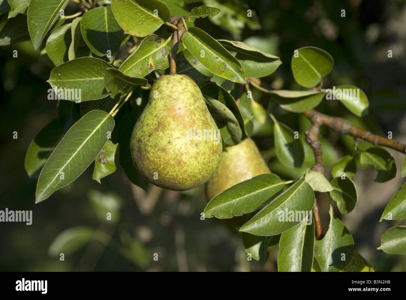 Pear on a tree Stock Photo - Alamy