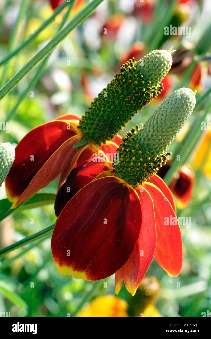 RATIBIDA COLUMNIFERA MEXICAN HAT OR PRAIRIE CONEFLOWER Stock Photo - Alamy