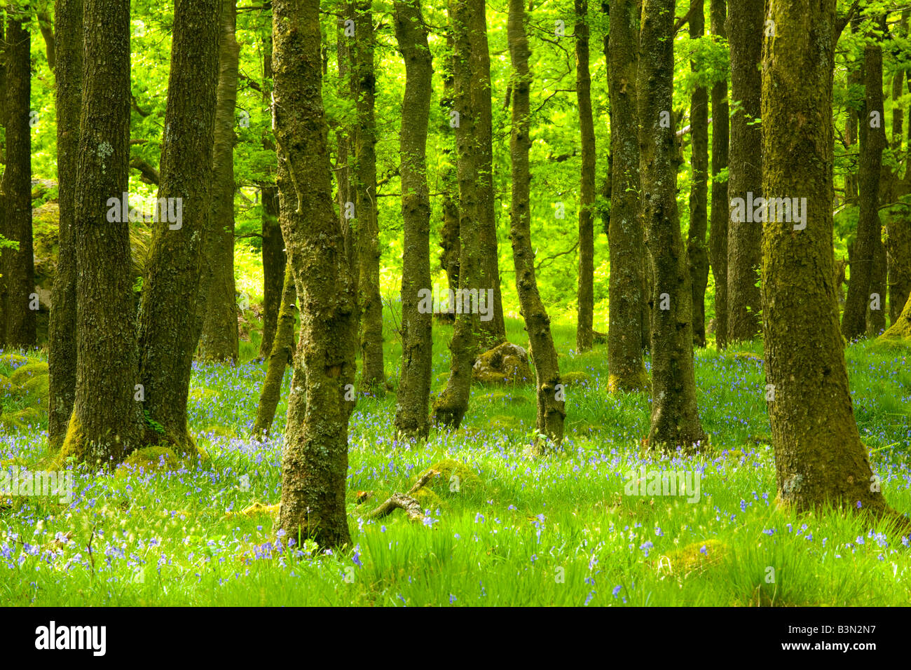 Dunnerdale forest hi-res stock photography and images - Alamy