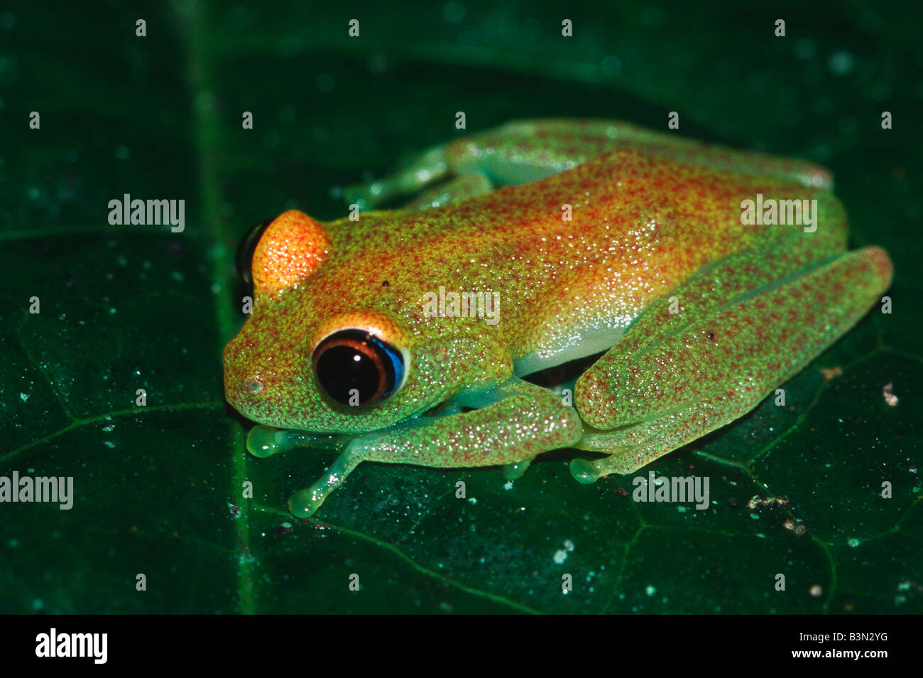 Boophis luteus frog hi-res stock photography and images - Alamy