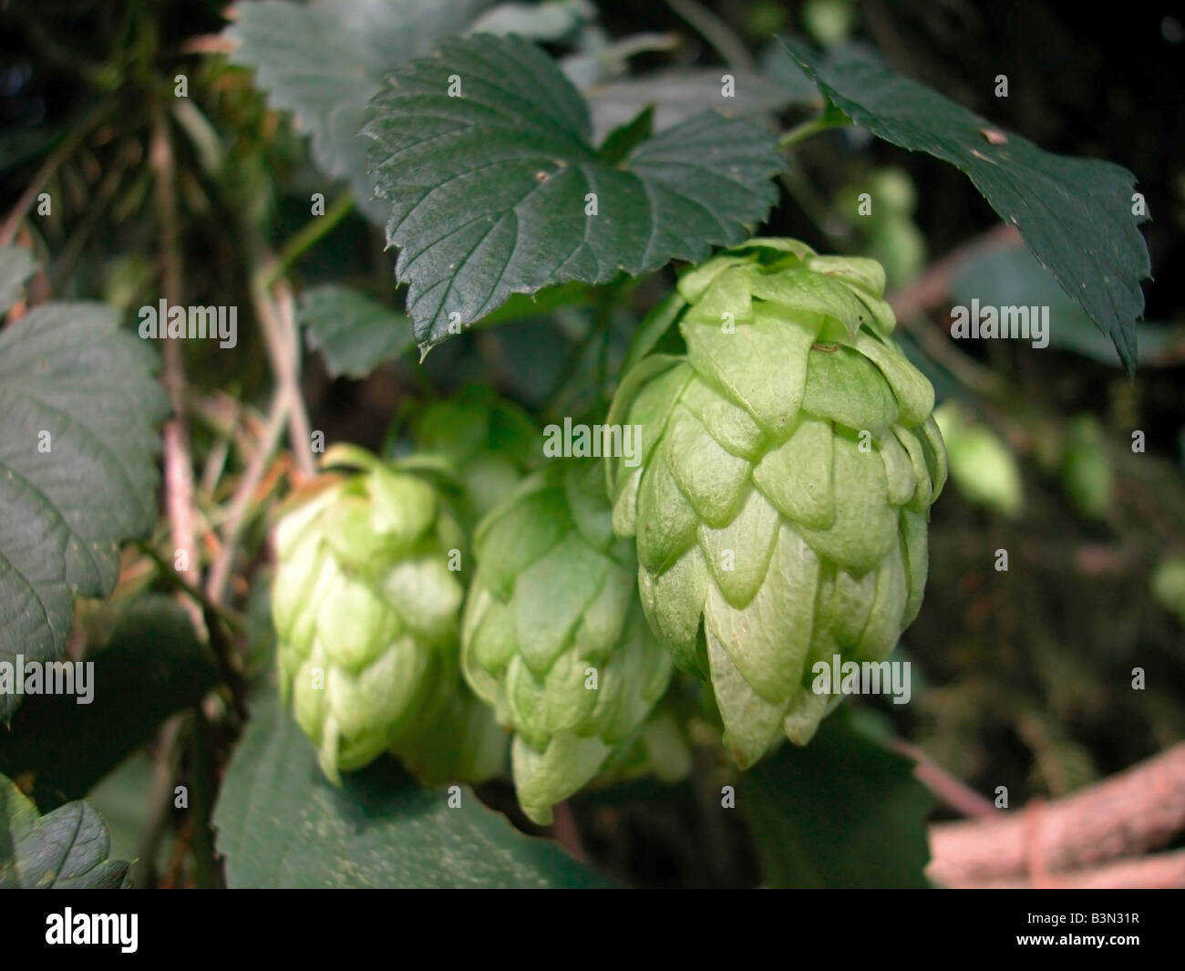 hop - blossoms Stock Photo - Alamy