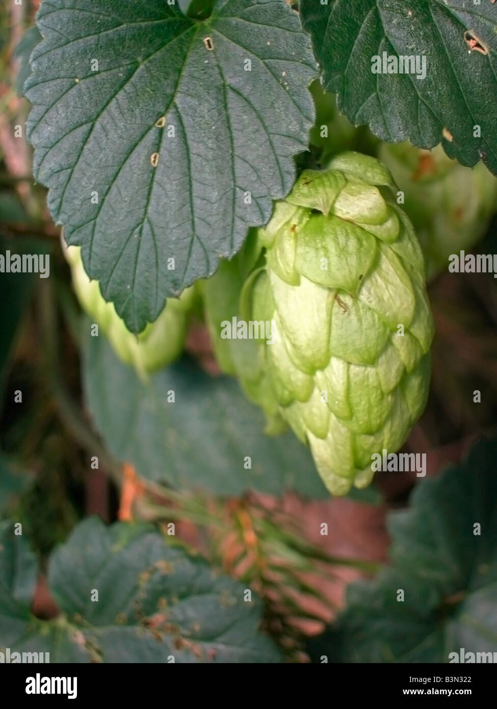 hop - blossoms Stock Photo - Alamy