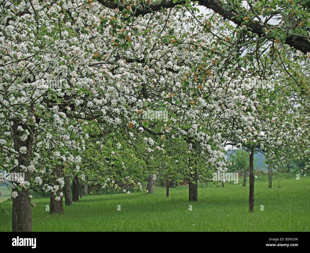 apple trees - blooming Stock Photo - Alamy