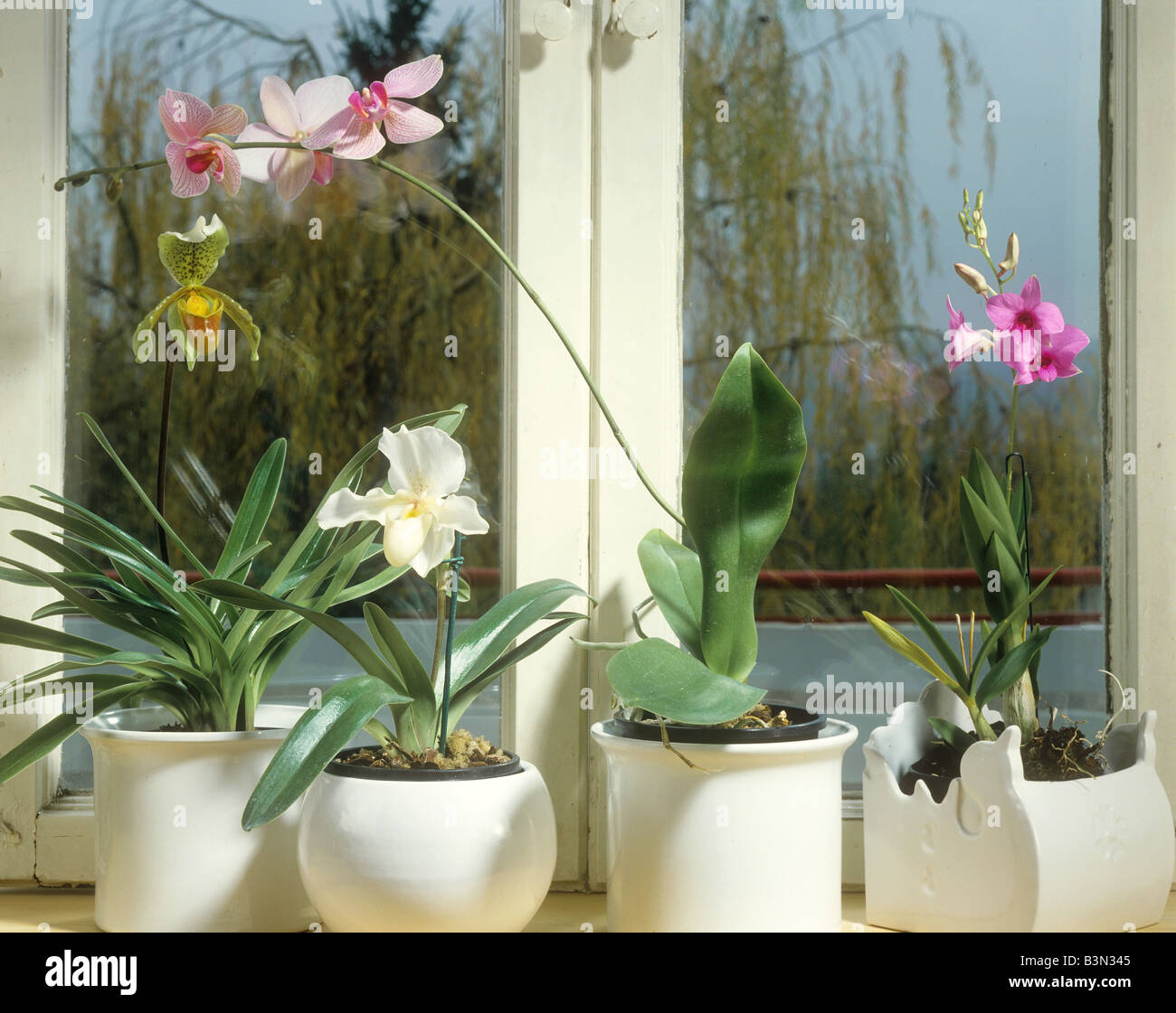 different orchids in front of the window Stock Photo - Alamy