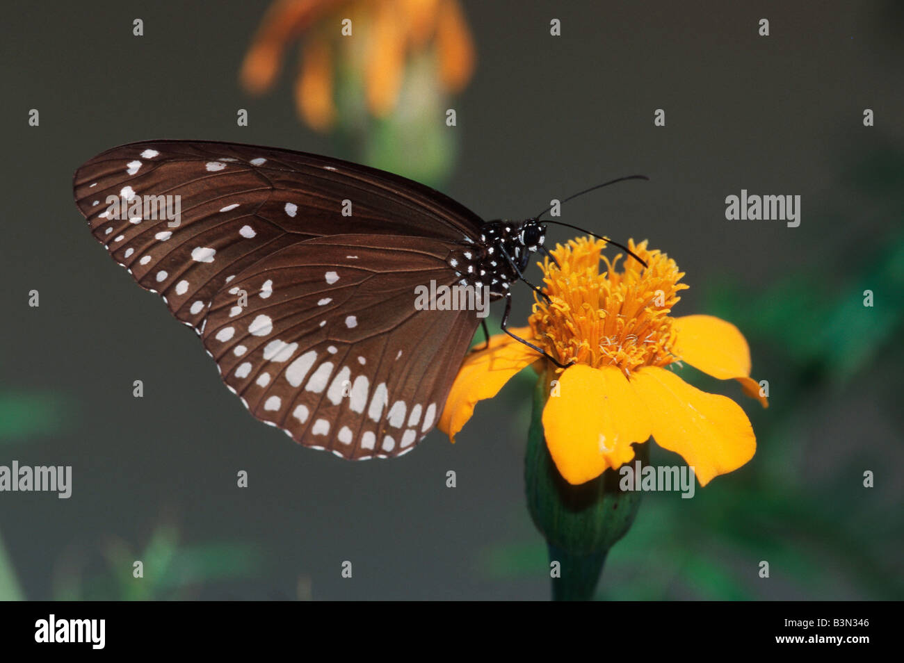 Yellow butterflies on flower hi-res stock photography and images - Alamy
