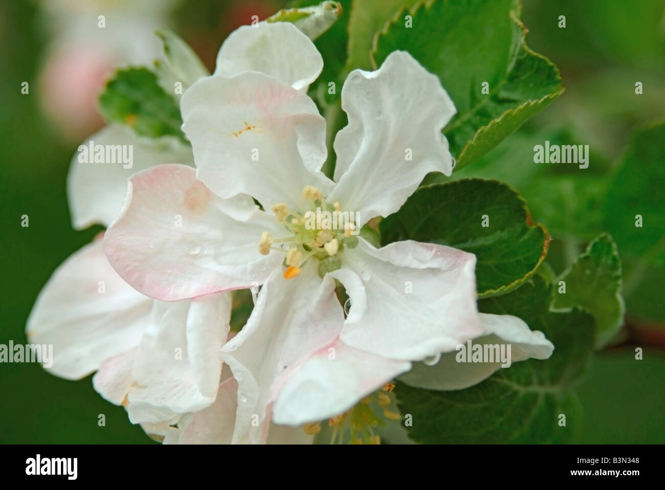 apple tree - blossom Stock Photo - Alamy