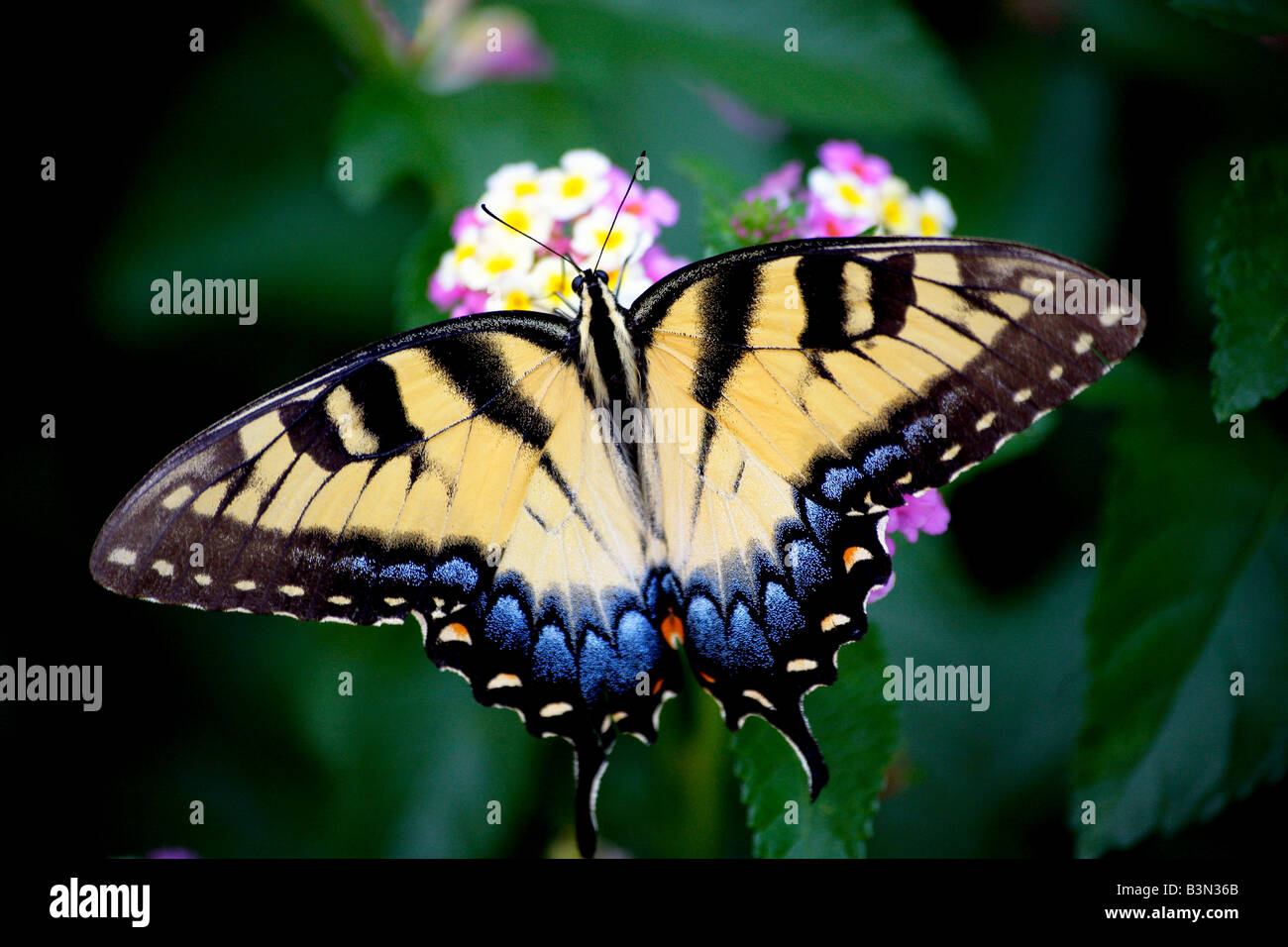 Eastern tiger swallowtail butterfly Papilio glaucus Stock Photo - Alamy