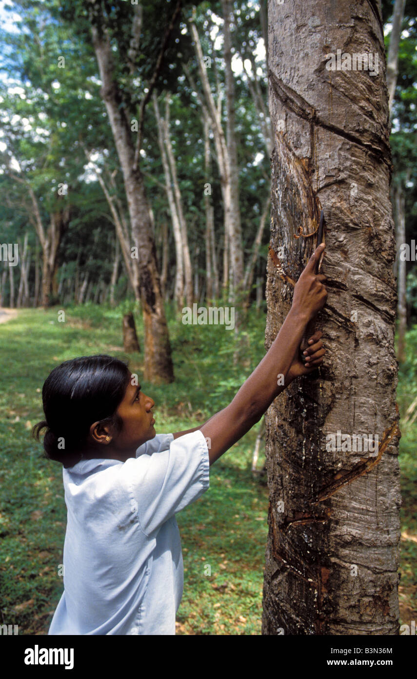 A woman worker scars a rubber tree to collect latax in a plantation in ...