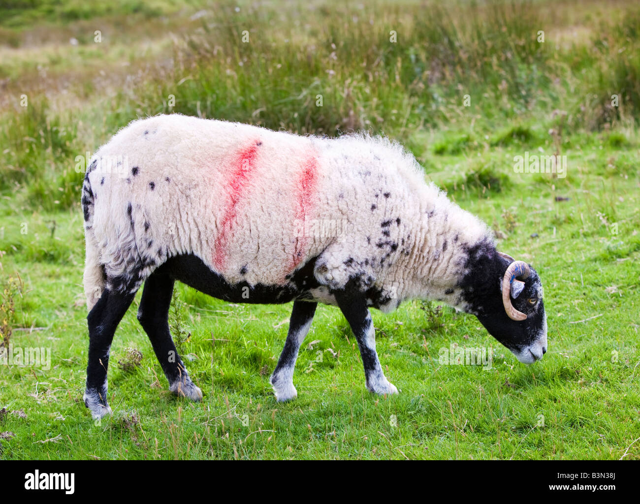 Swaledale sheep grazing in Cumbria, England, UK Stock Photo - Alamy